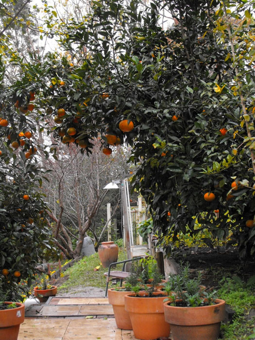 Photo Galleries | Garden of Light