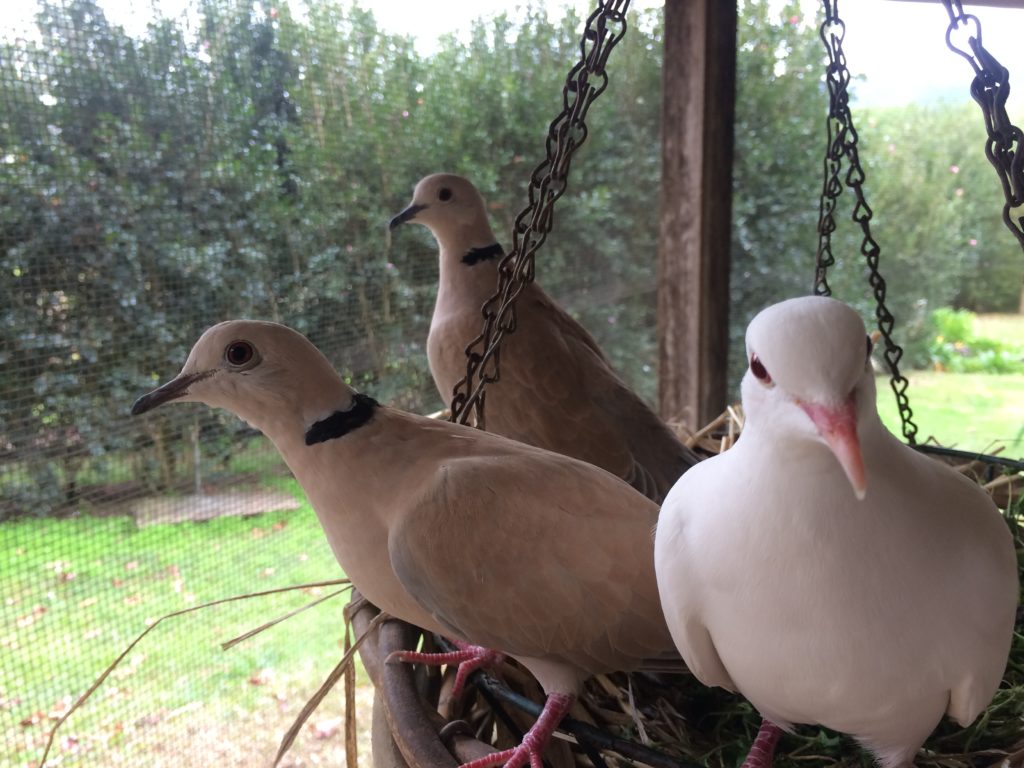 New Roof for Dove Aviary! | Garden of Light